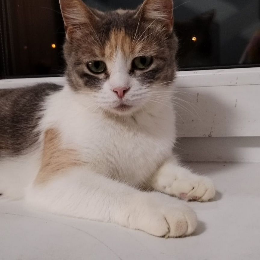 Кошечка Нюша