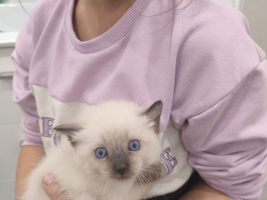 Милые котята в добрые руки Бесплатно)