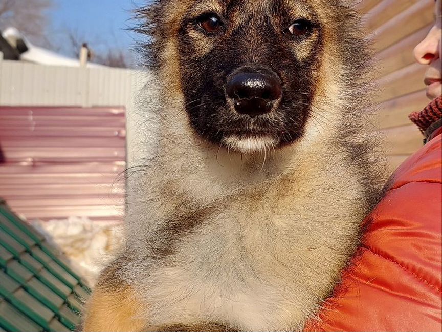 Щенок бесплатно