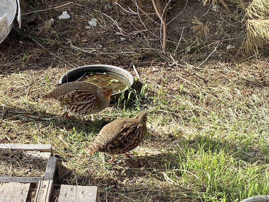Серая куропатка домашнего разведения (пара)