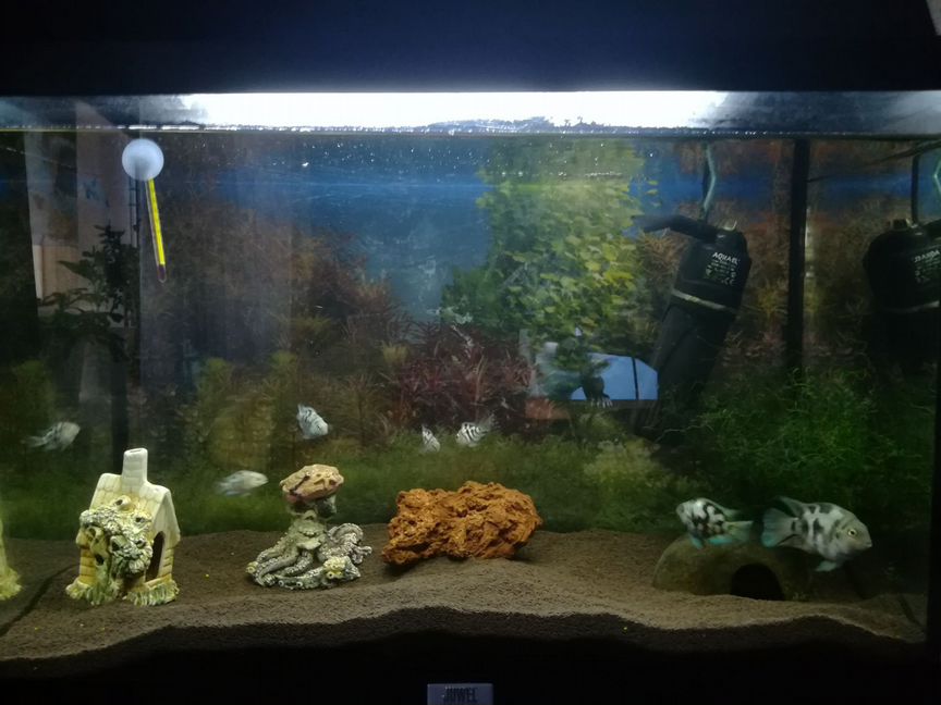 Аквариум бу с рыбками