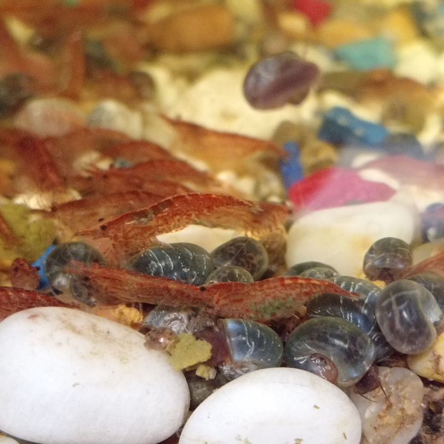 Аквариумные креветки Вишня и улитки planorbariusс