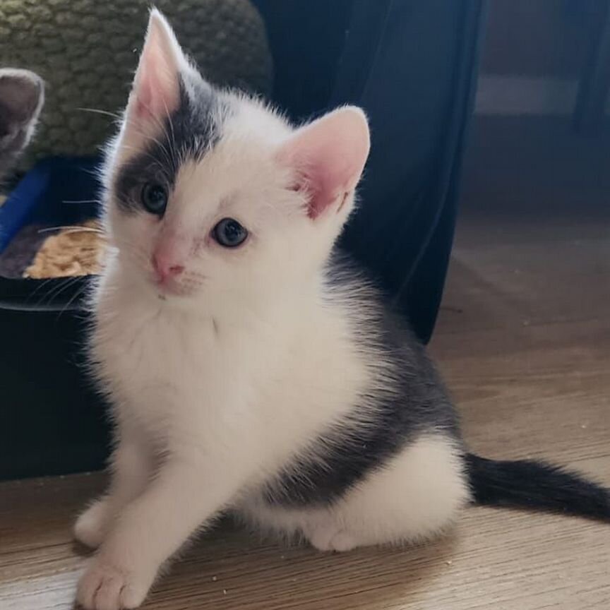 Котёнок в добрые руки