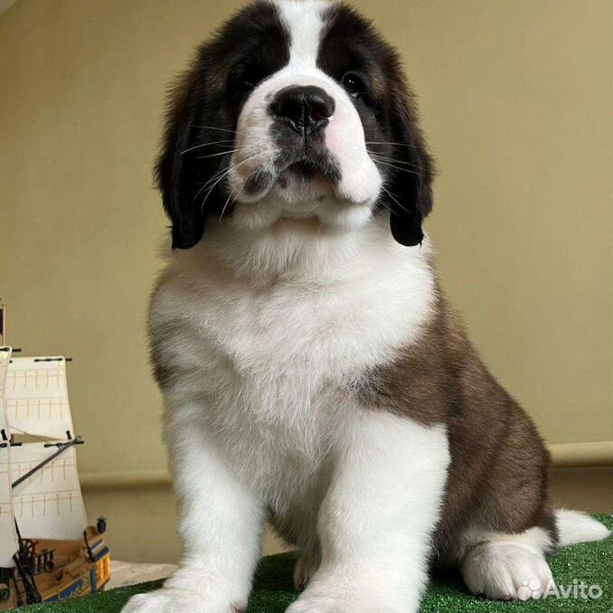 Щенки сенбернара