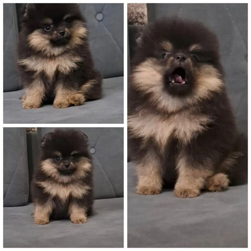 Померанский шпиц медвежьего типа