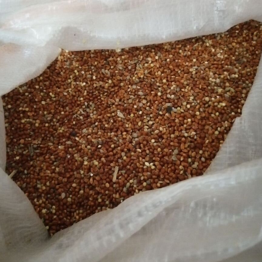 Просо красное для птиц