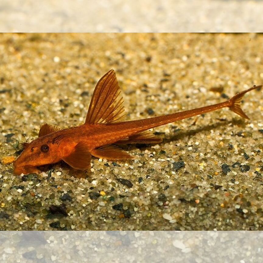 Лорикария Красная