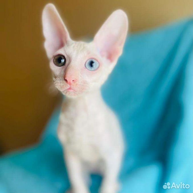 Корниш-рекс разноглазая девочка