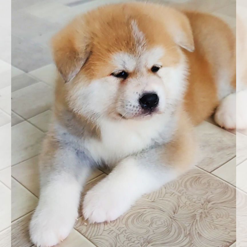 Акита-ину, щенок