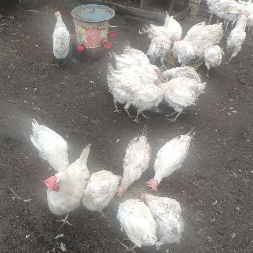 Куры несушки