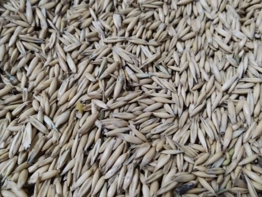 Семена овса