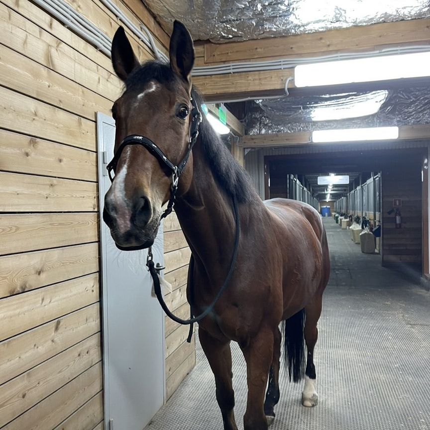 Продается мерин