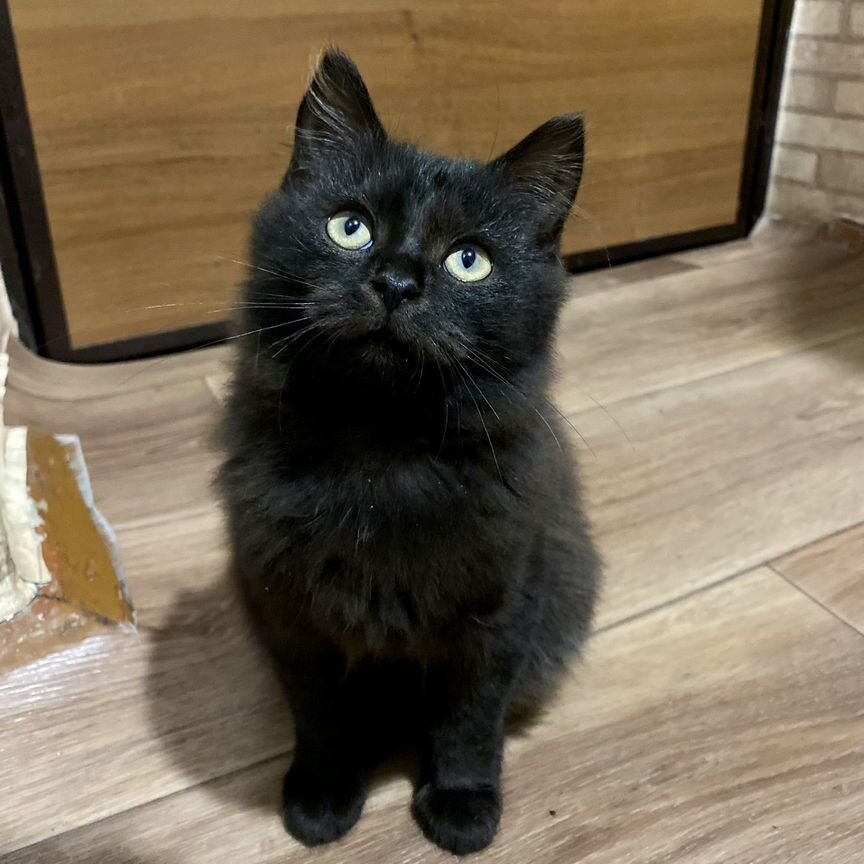 Котенок коричнево-черный