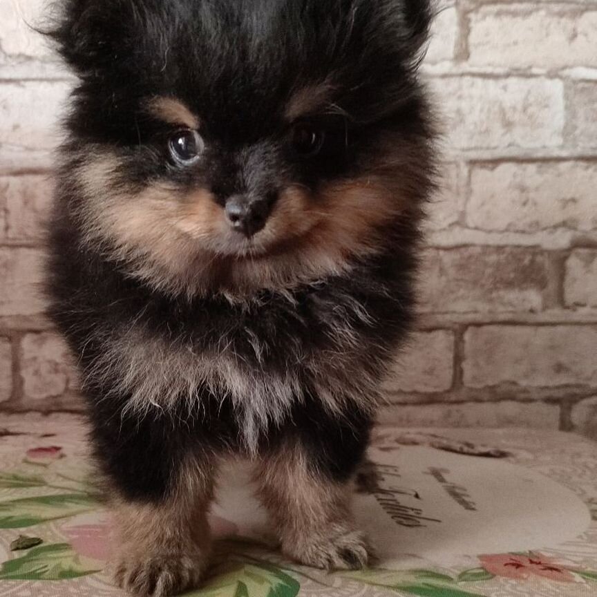 Малый немецкий шпиц щенки