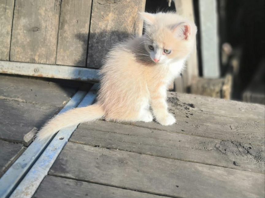 Отдам в добрые руки