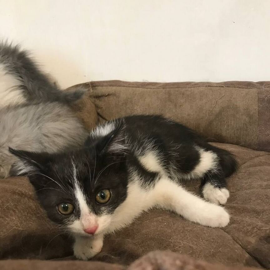 Котенок