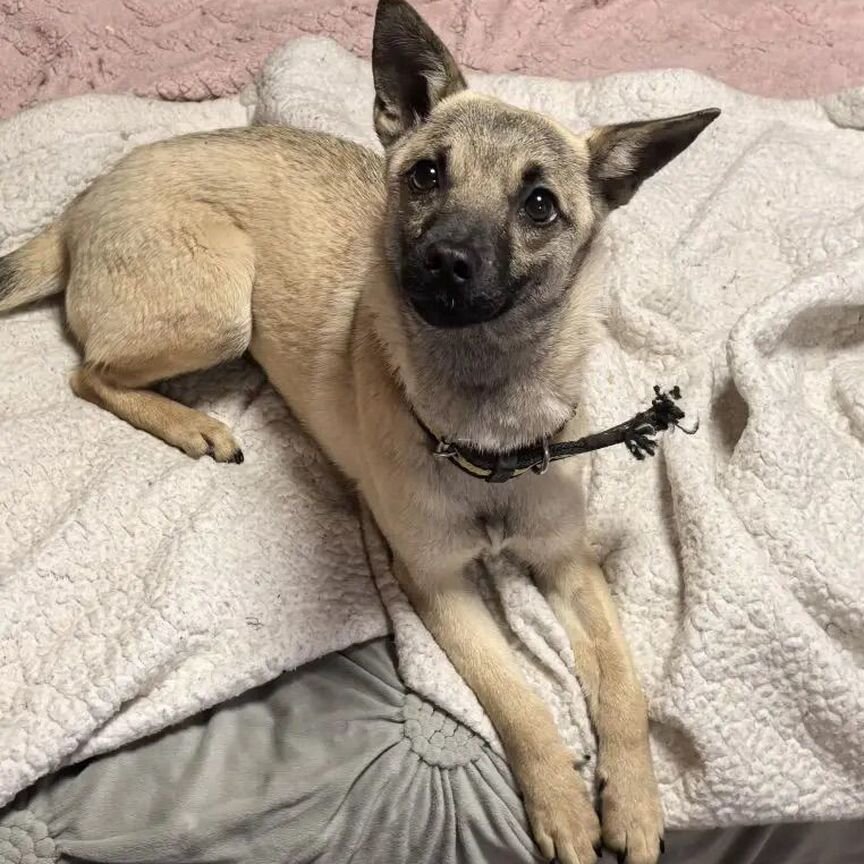 Взрослая собака в добрые руки