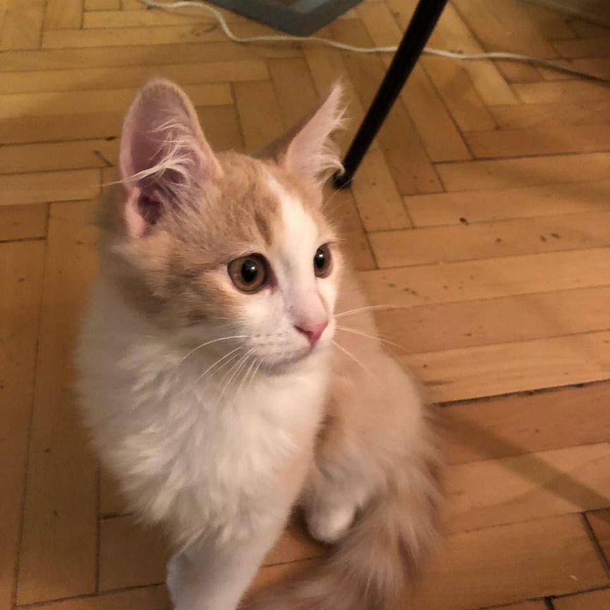 Котенок в добрые руки