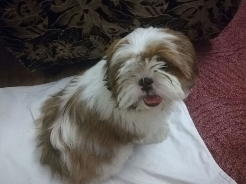 Щенки ши-тцу