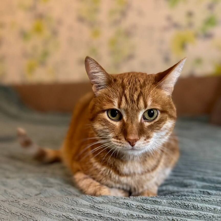 Красивый рыжик котик ищет дом