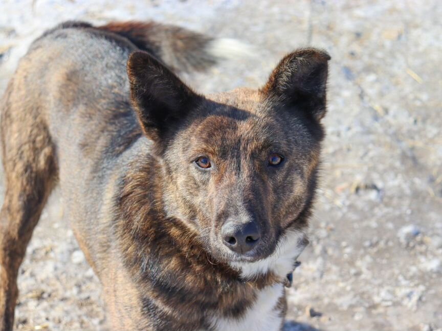 Чарли в добрые руки