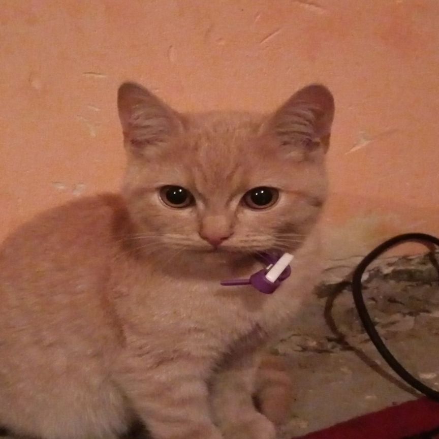 Милый котенок