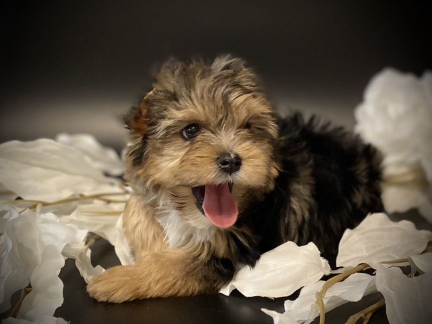 Мальчик блюмерле