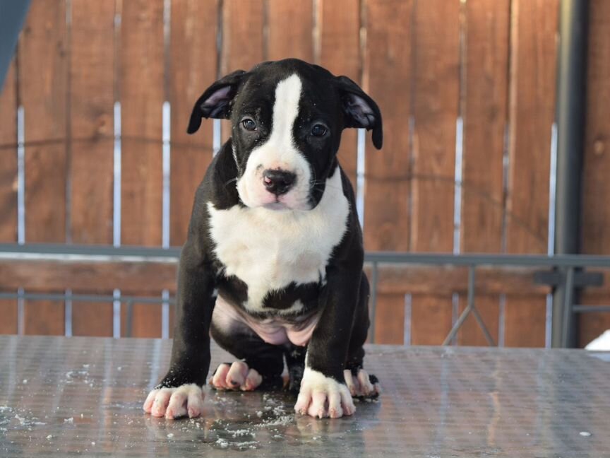 Стаффордширский терьер