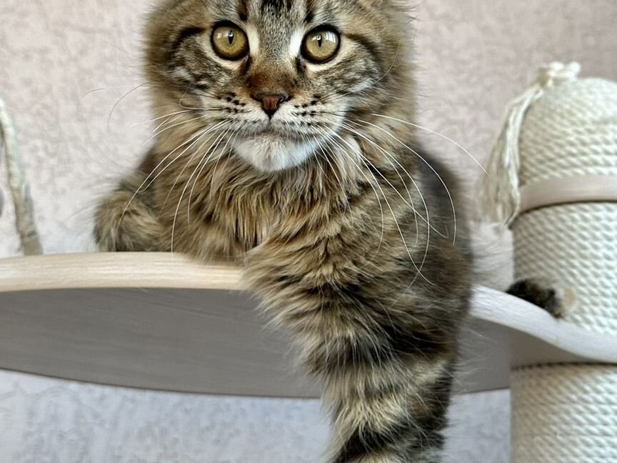 Мейн-кун девочка