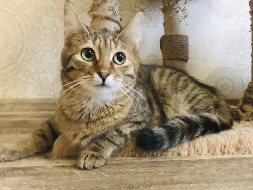 Котенок девочка