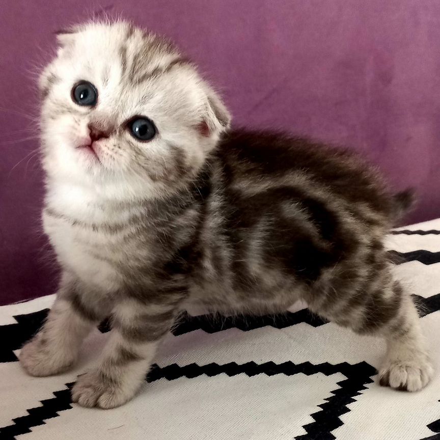 Шотландский вислоухий короткошёрстный котёнок