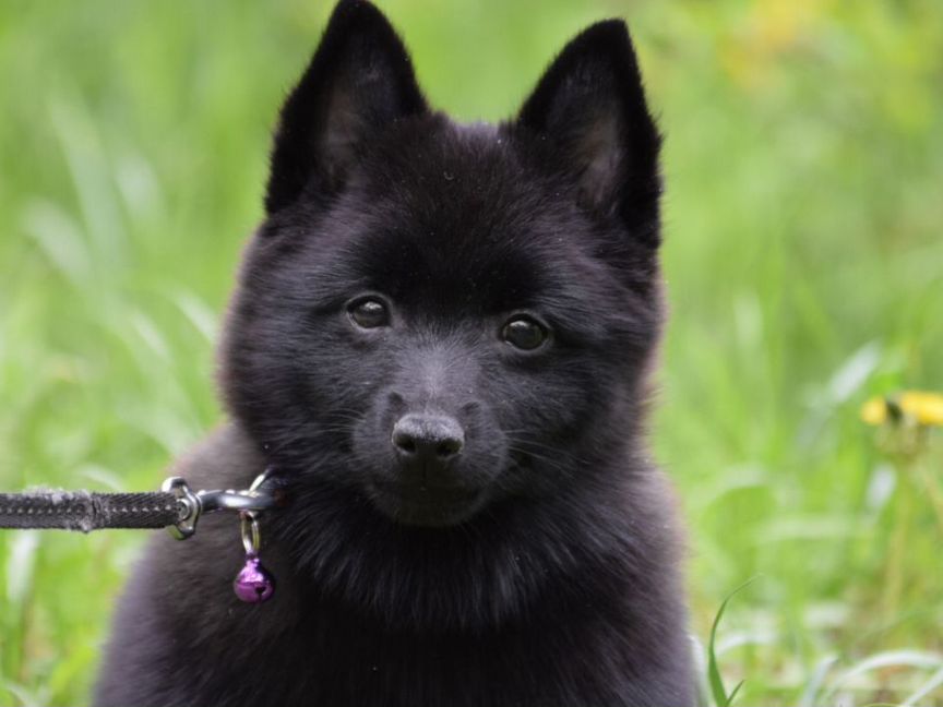 Бельгийская овчарка шипперке