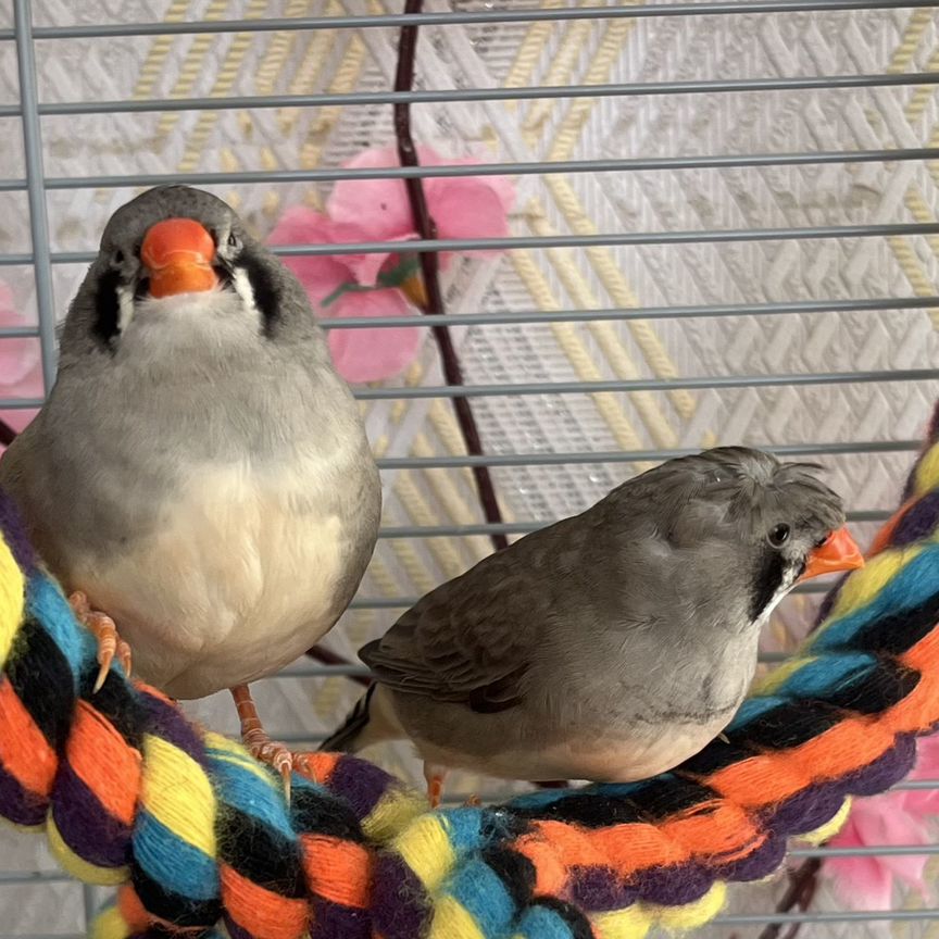 Зебровые Амадины птенцы