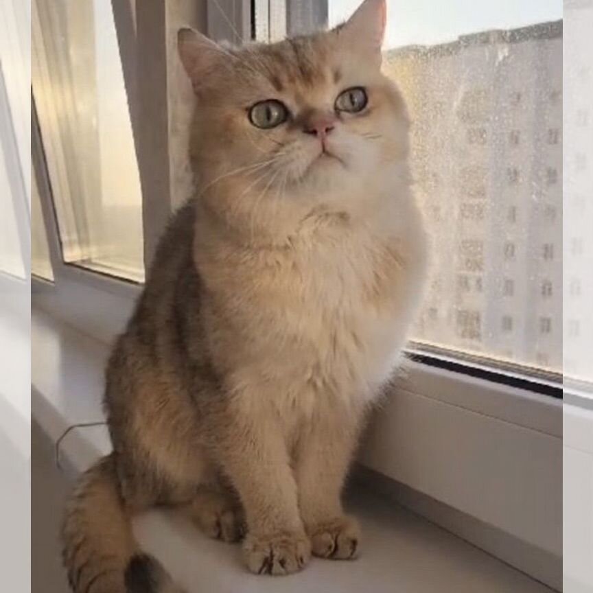 Котик золотая шиншилла