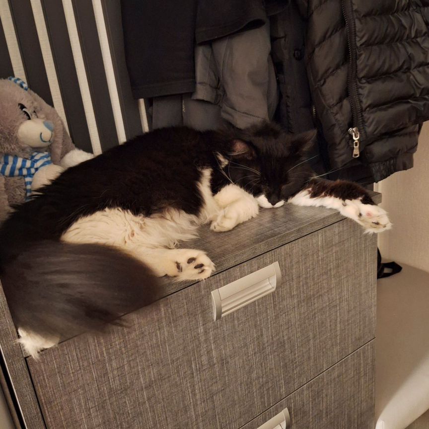 Котик в добрые руки