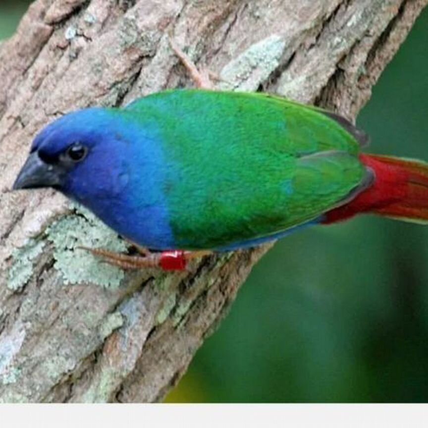 Попугаи амадины