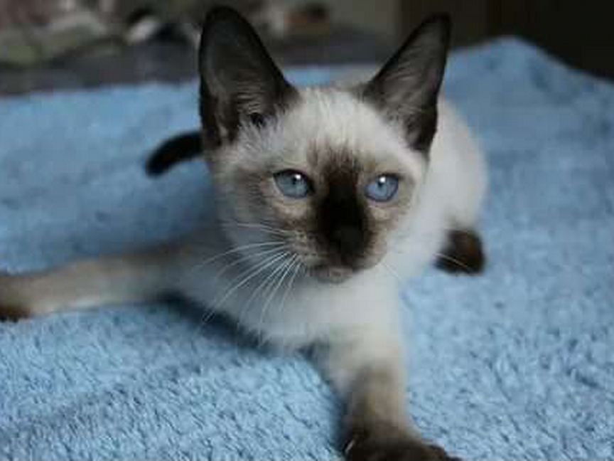 Тайские мальчишки