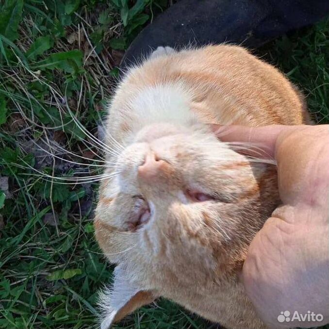 Рыжий котик, слепой