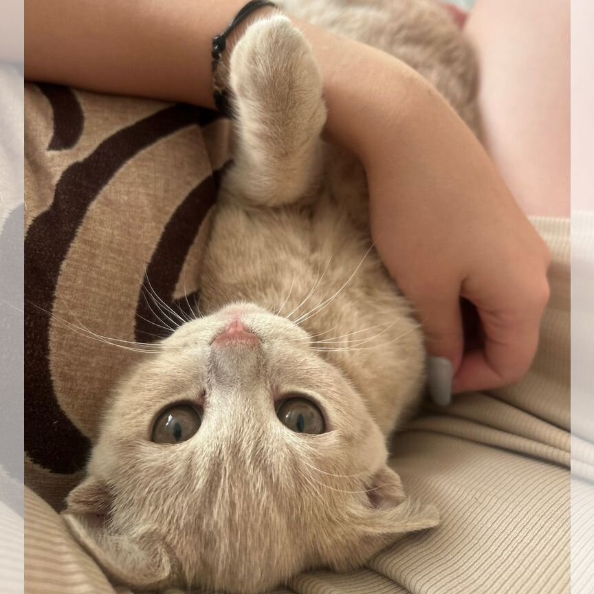 Британский короткошёрстный котёнок