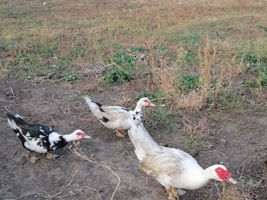 Семья уток шипунов