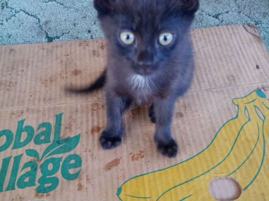 Котенок кошечка