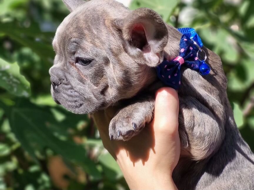 Французский бульдог голубой