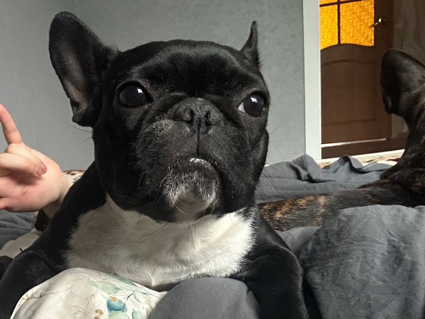 Французский бульдог мини