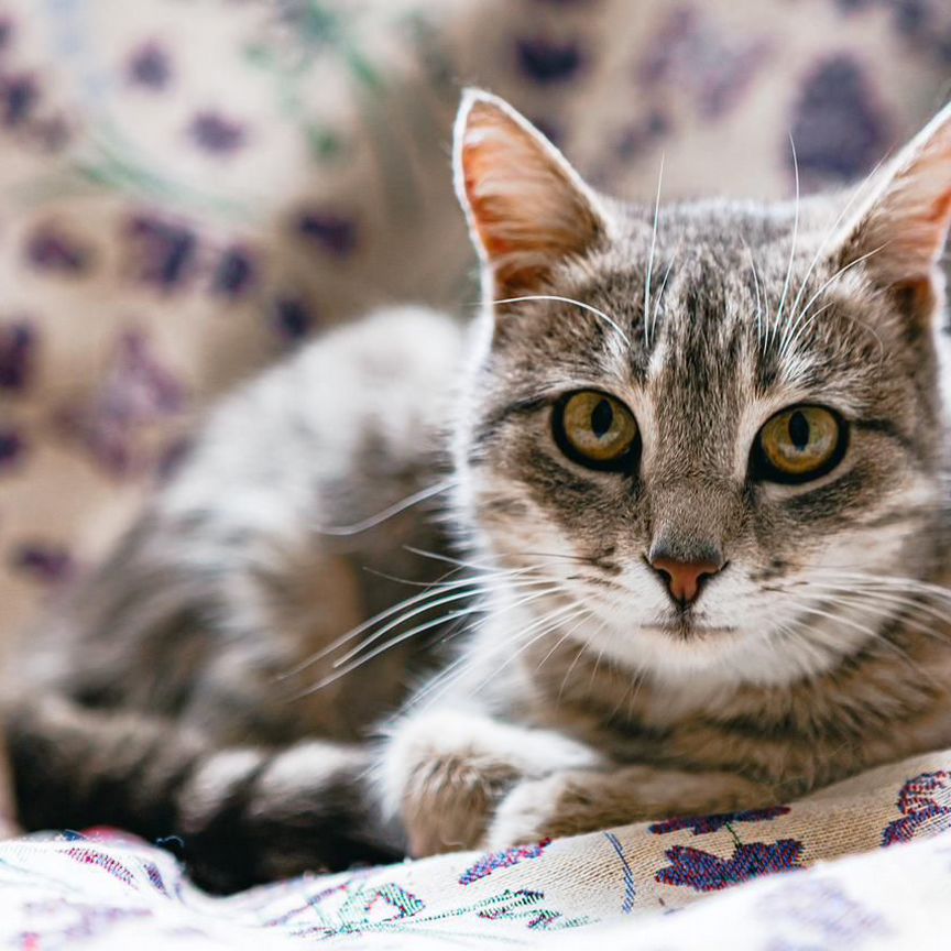 Она должна быть счастливой