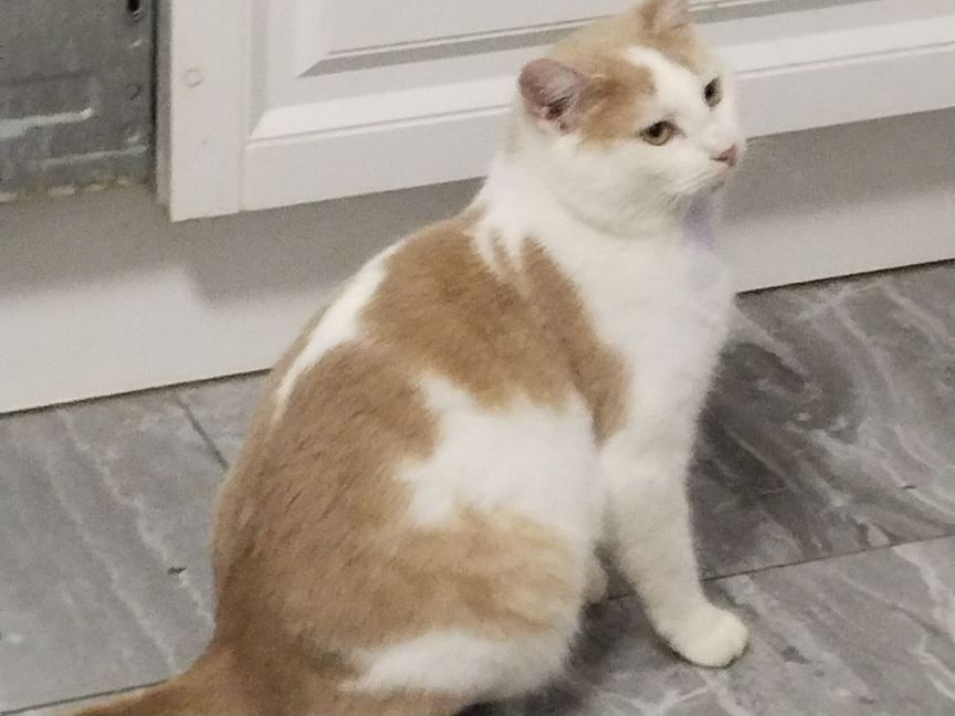 Красавец Эрик