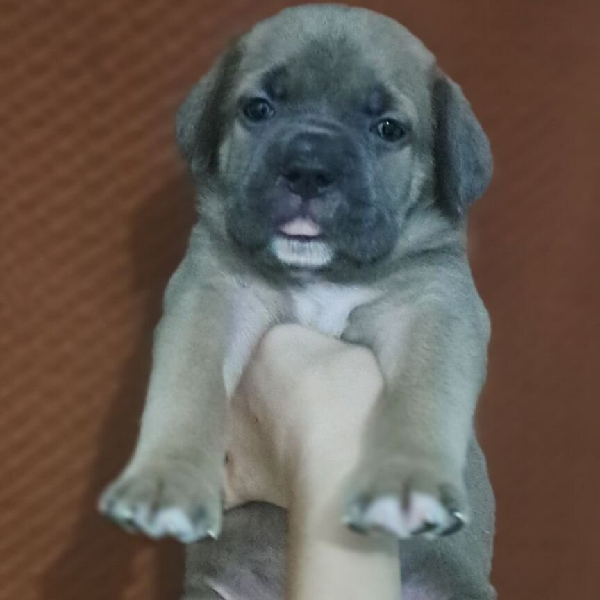 Шикарная девчушка кане корсо