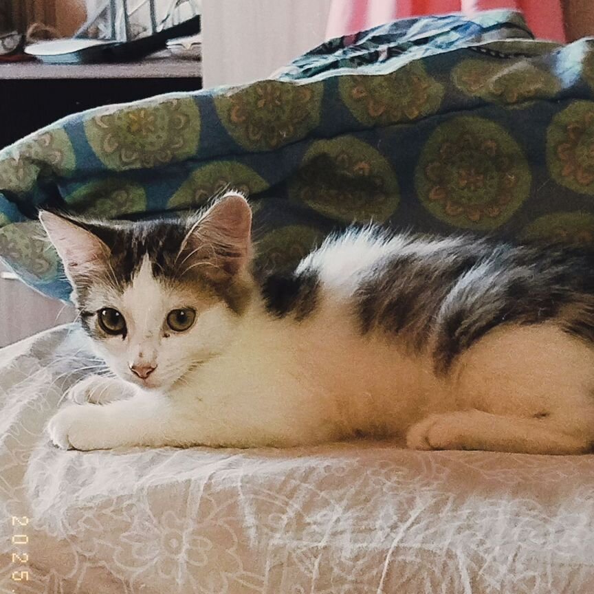 Котенок