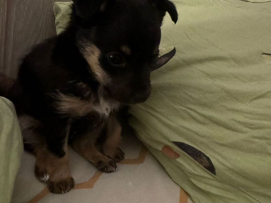 Той-терьер щенок