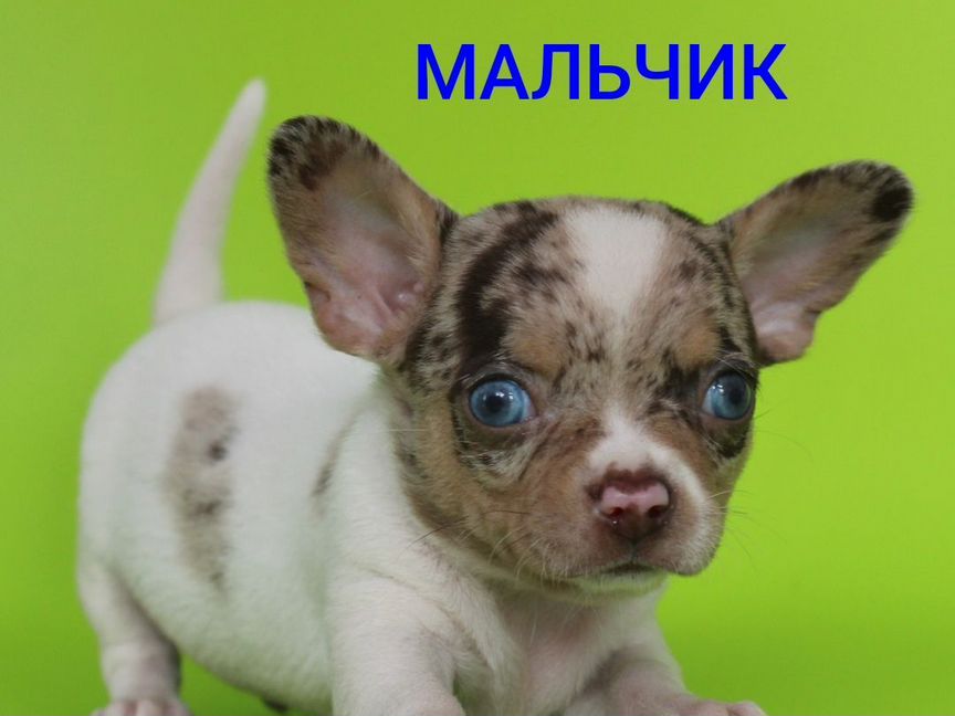 Чихуахуа