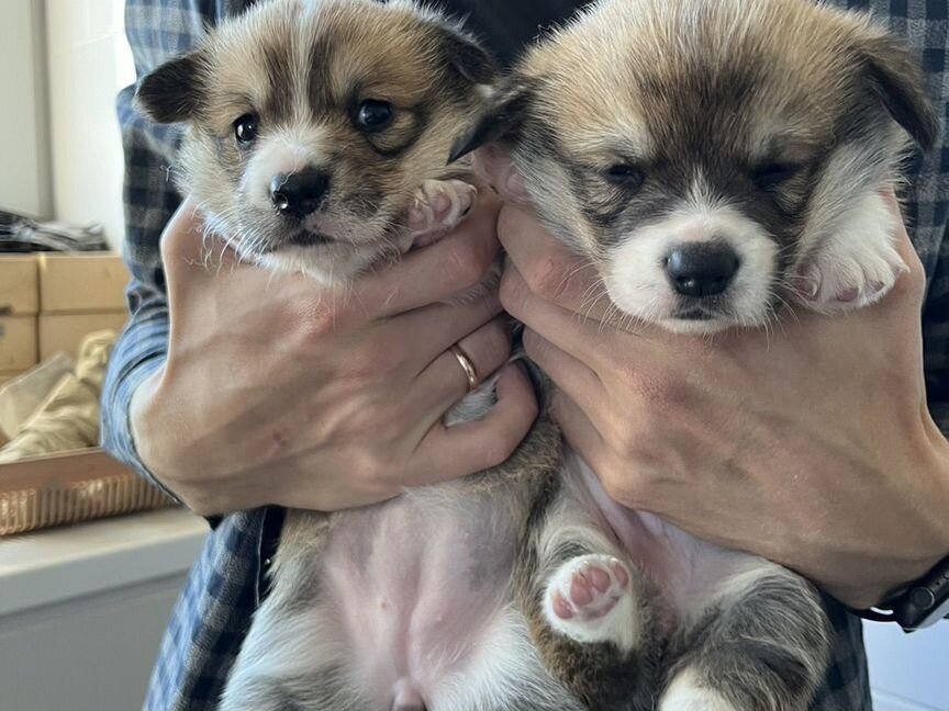 Щенки вельш корги пемброк